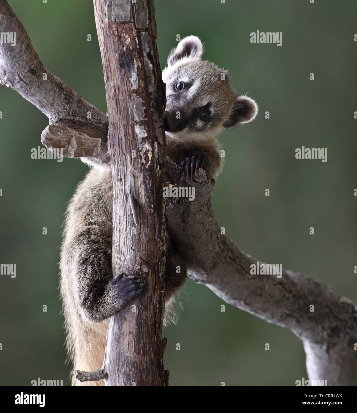 Close-up portrait of a very cute White-nosed Coati (Nasua narica) aka ...