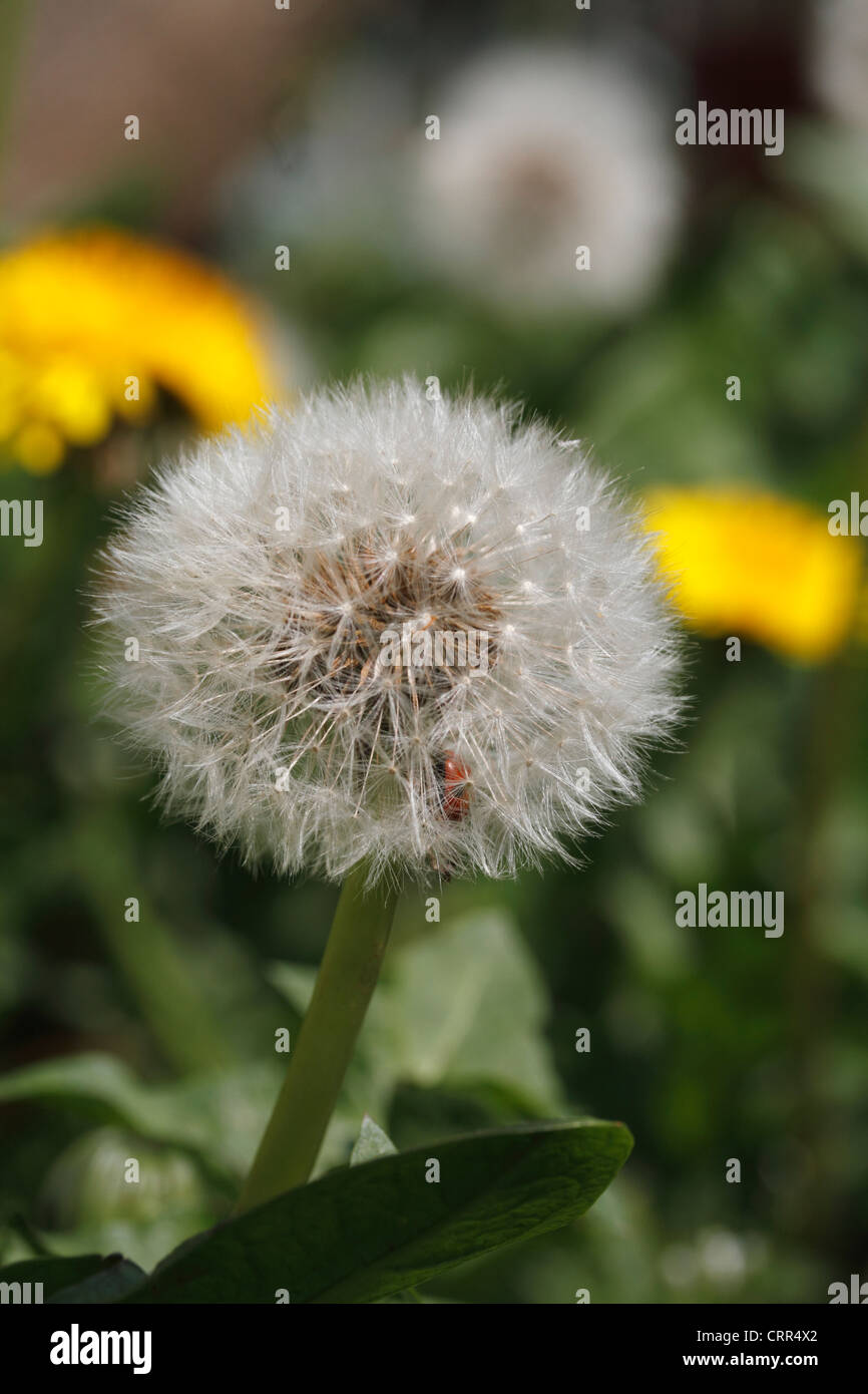 Dandelion Taraxacum officinale, The dandelion is a perennial ...