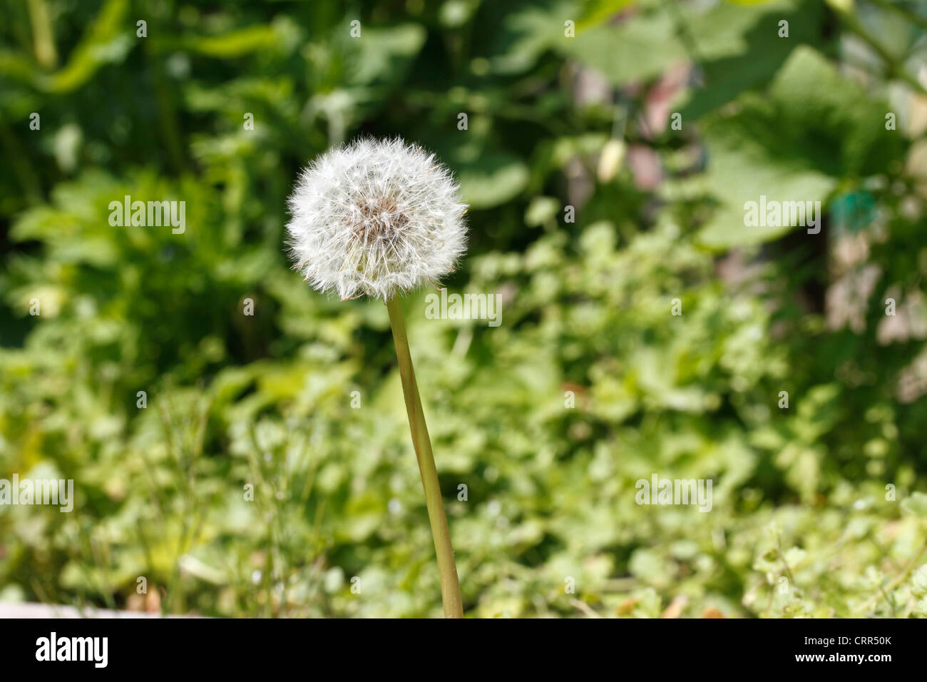 Dandelion Taraxacum officinale, The dandelion is a perennial ...