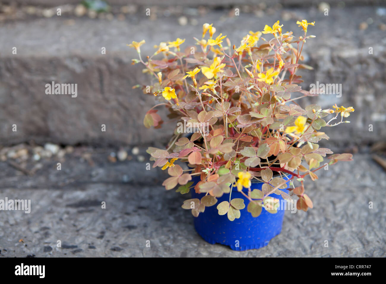 Yellow and Golden Oxalis Stock Photo - Alamy