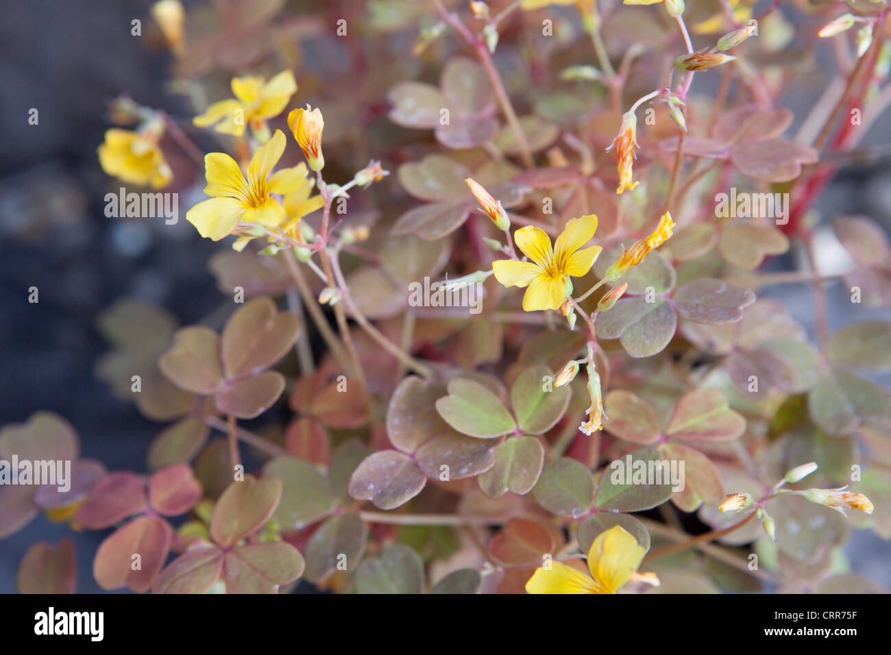 Oxalis Yellow & Golden Stock Photo - Alamy