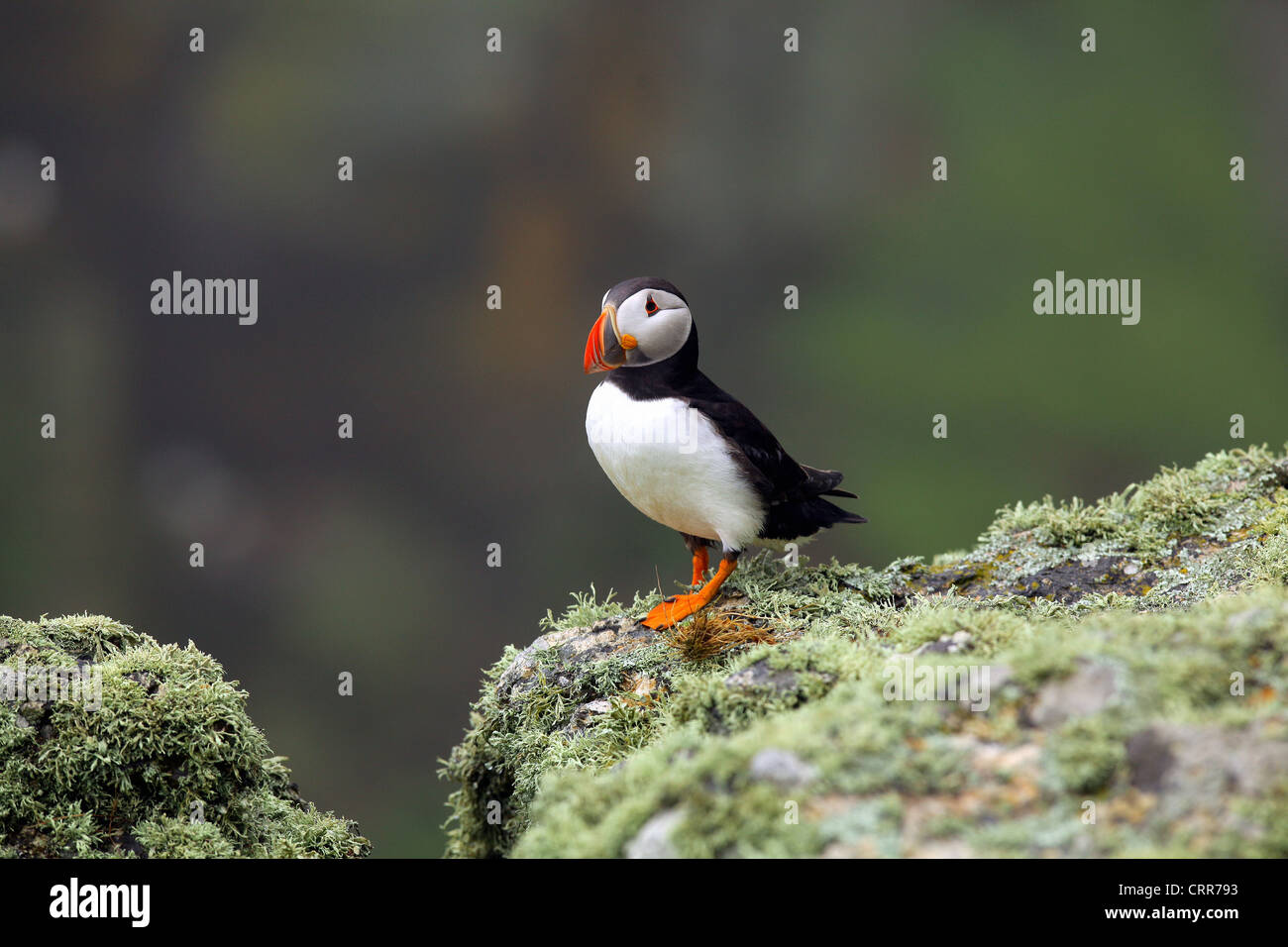 Puffin on Skomer Island Stock Photo - Alamy
