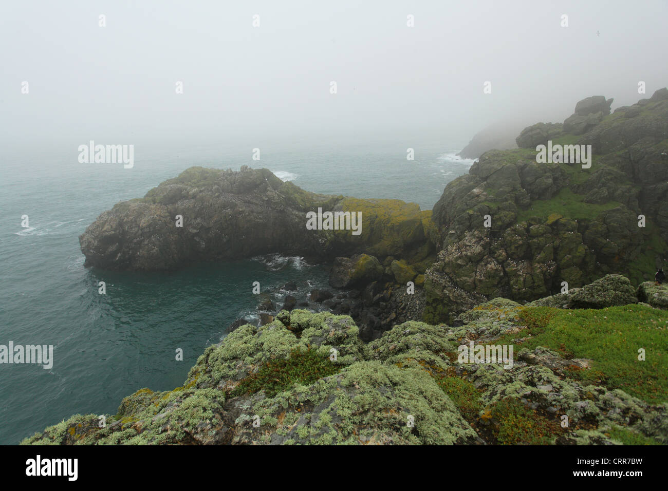 Wildlife skomer island hi-res stock photography and images - Alamy