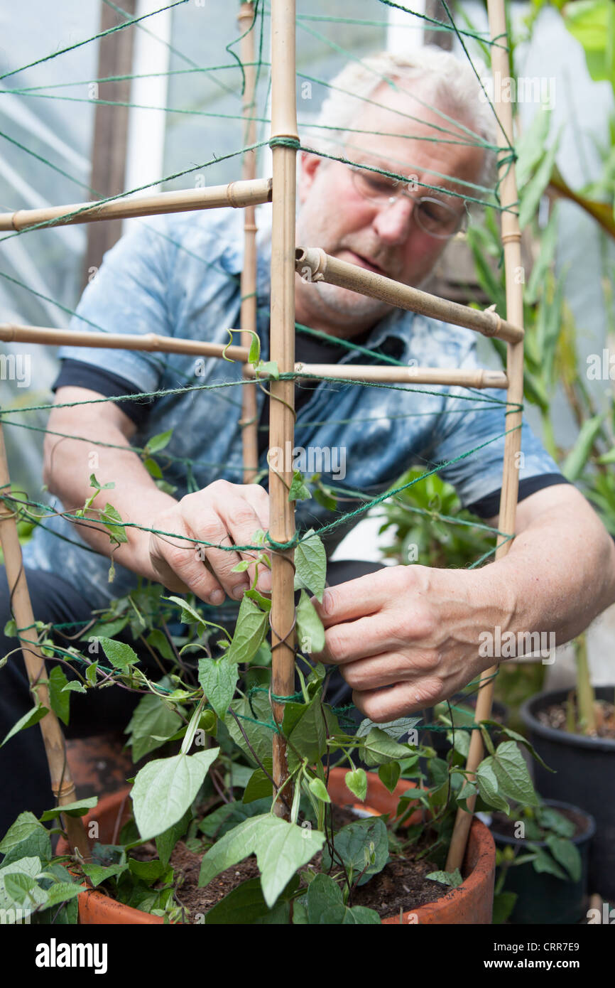 Man tying up a bamboo cane structure to grow Thunbergia plants up ...