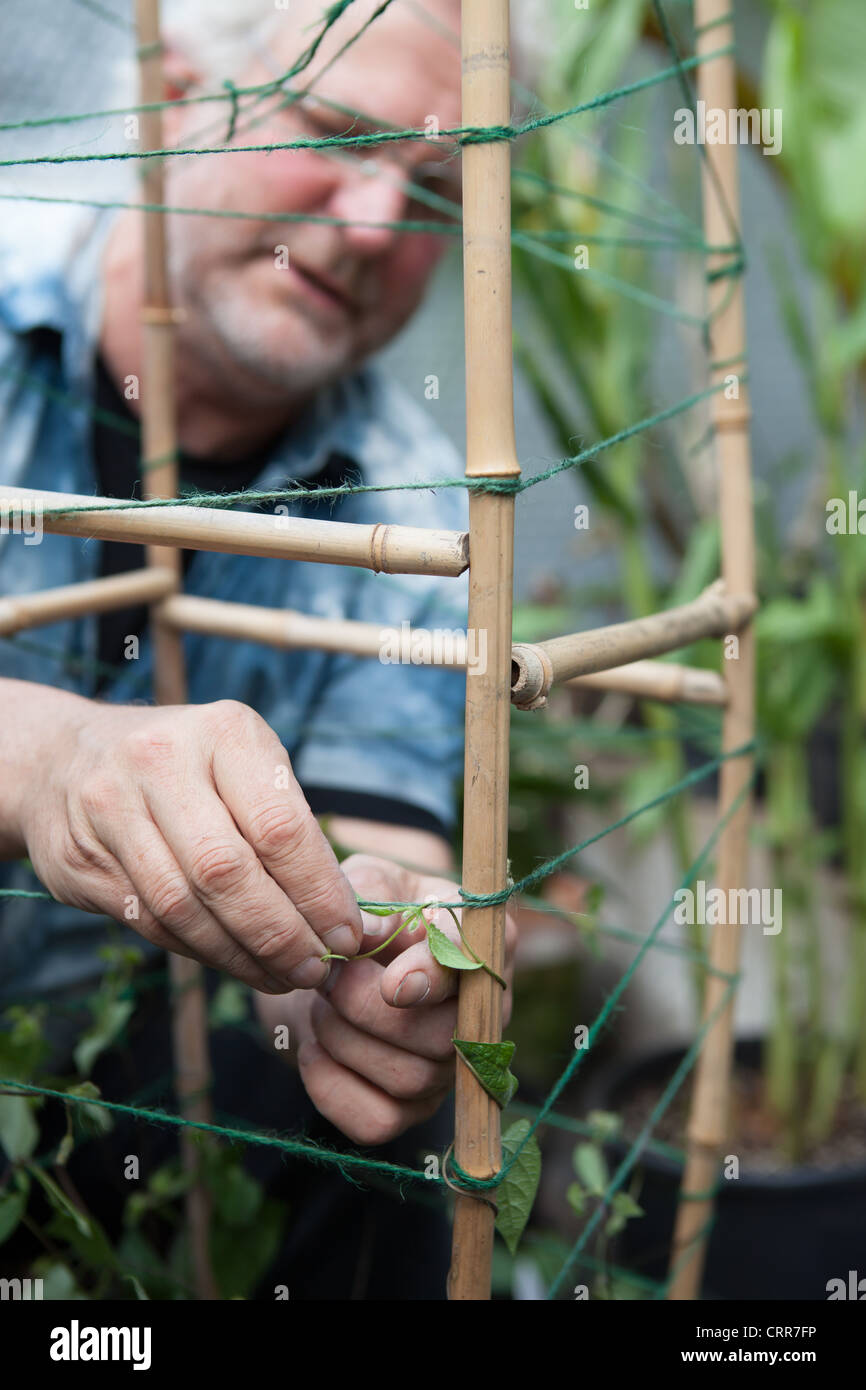 Man tying up a bamboo cane structure to grow Thunbergia plants up ...
