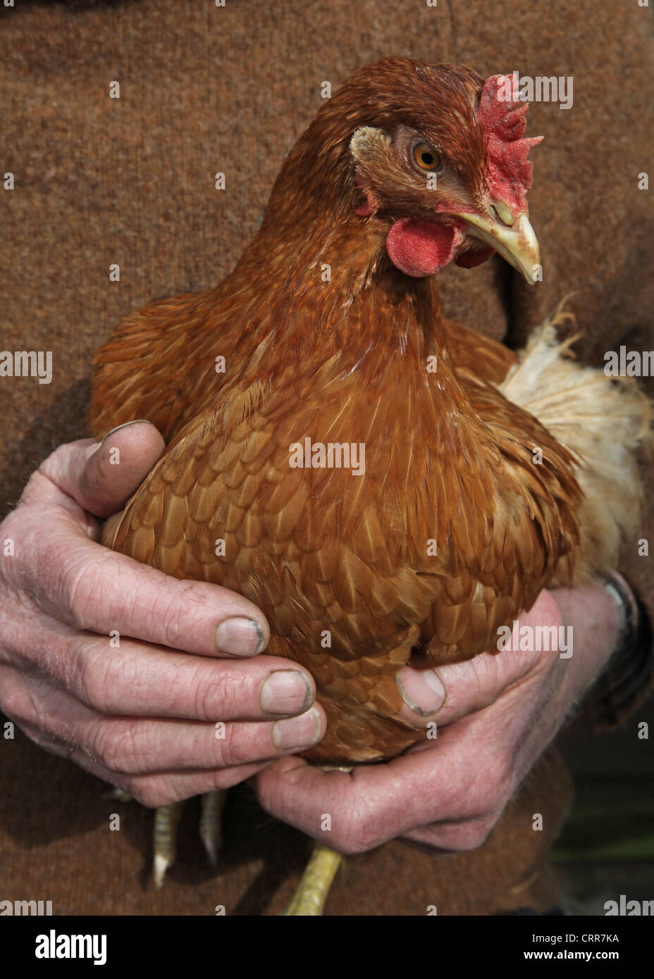 Man holding chicken Stock Photo - Alamy