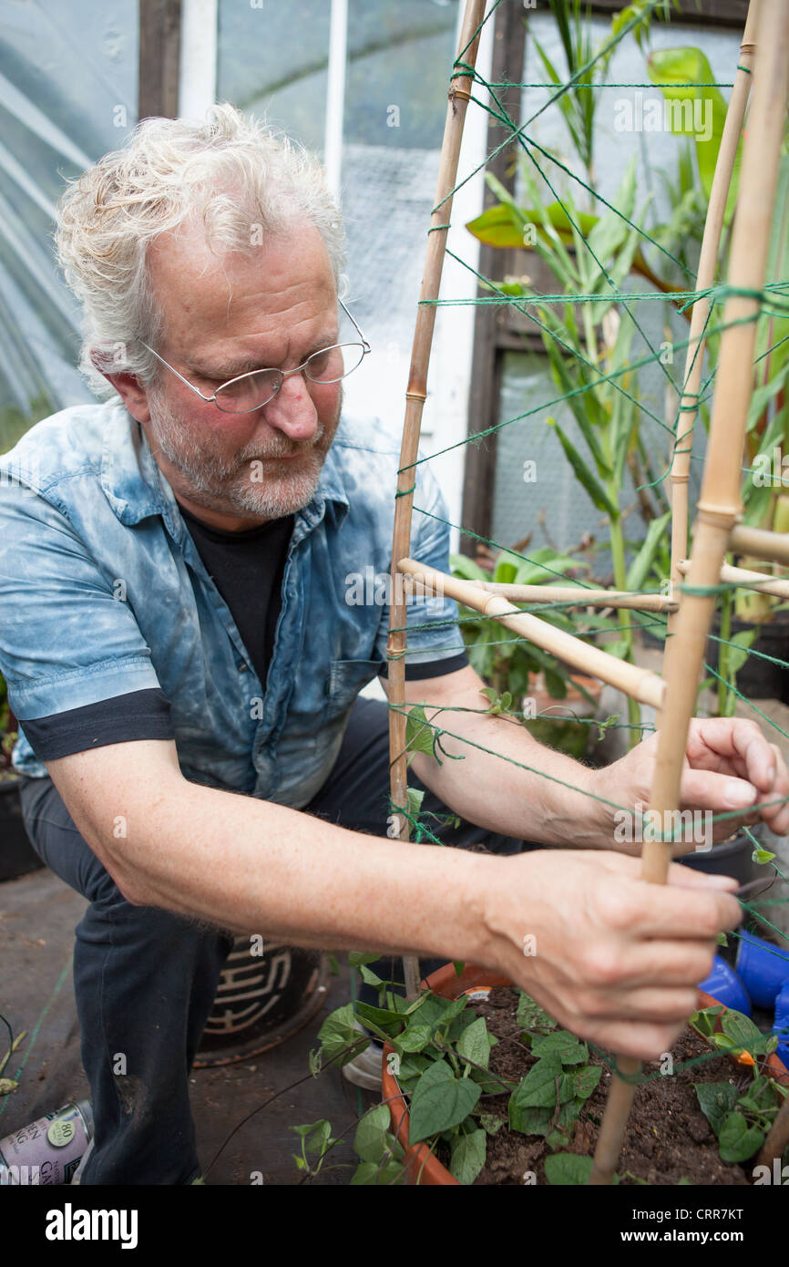 Man tying up a bamboo cane structure to grow Thunbergia plants up ...