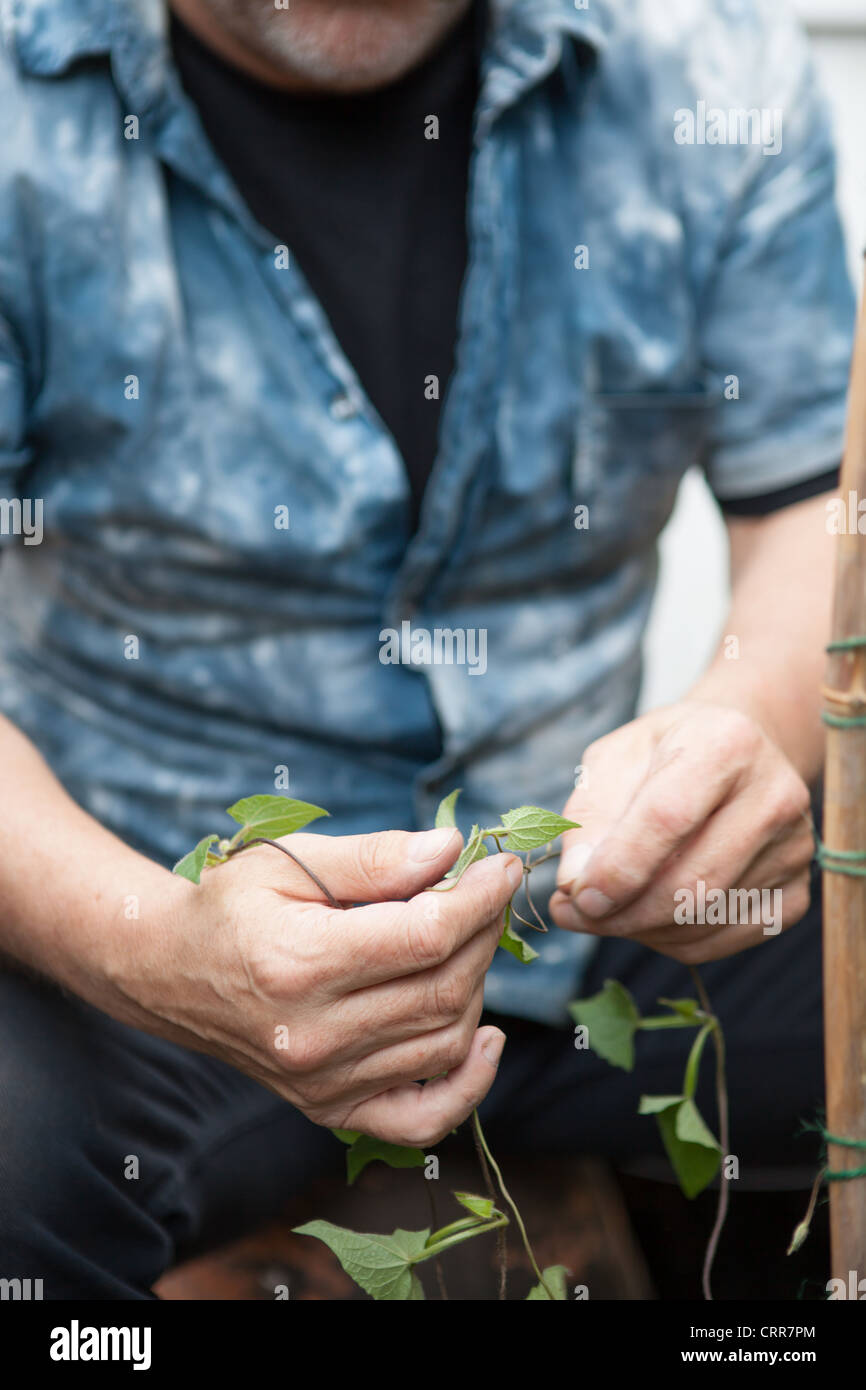 Man tying up a bamboo cane structure to grow Thunbergia plants up ...