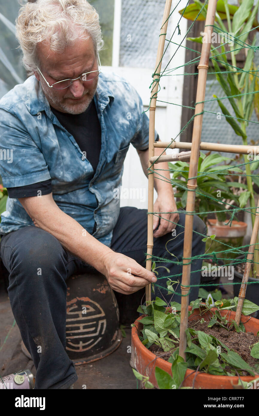Man tying up a bamboo cane structure to grow Thunbergia plants up ...