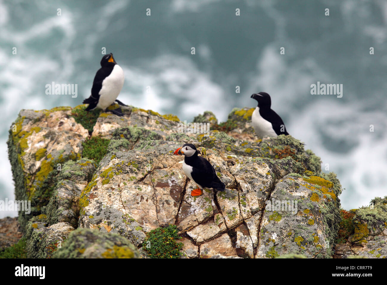 Puffins on Skomer Island Stock Photo - Alamy