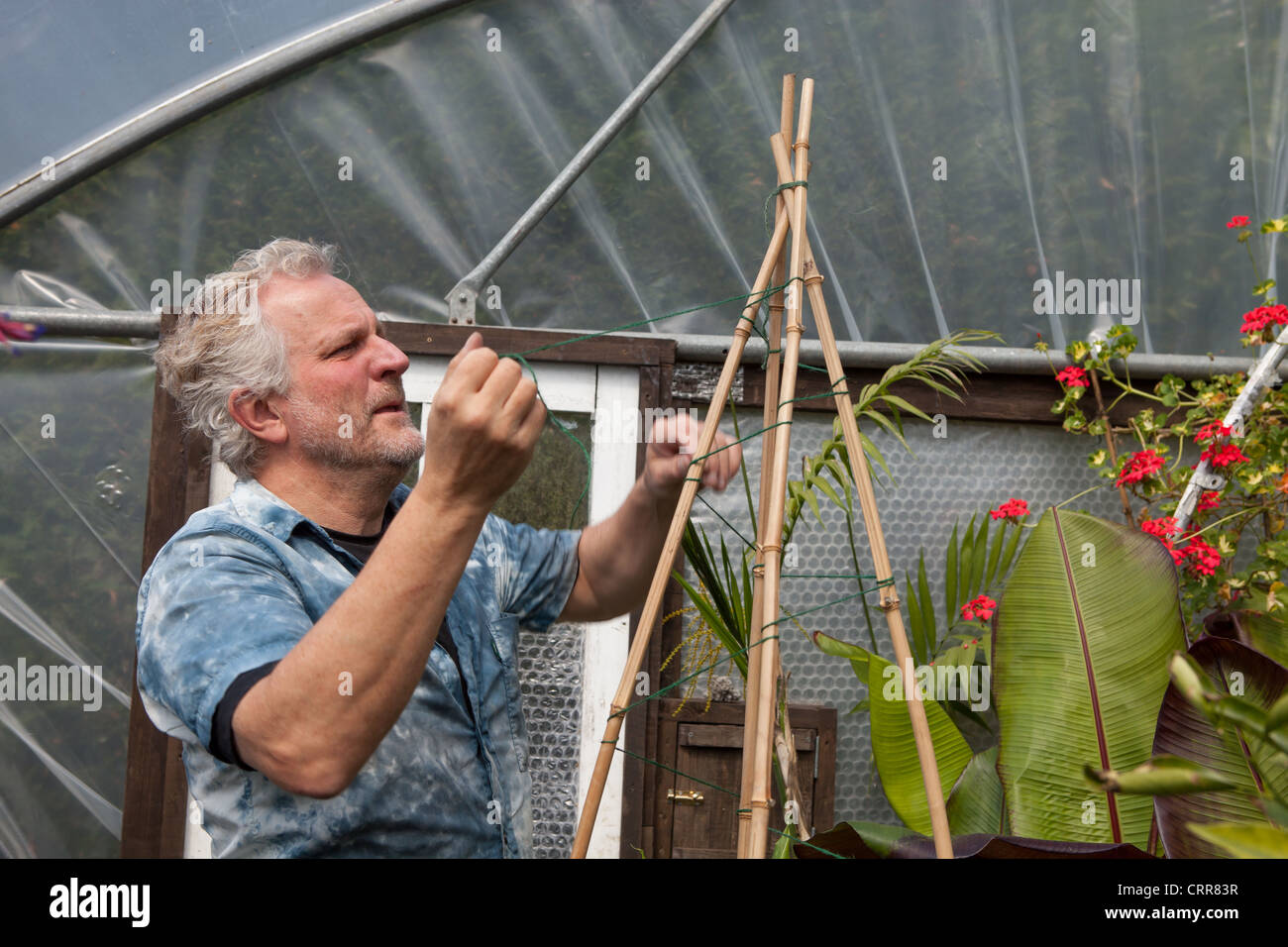 Man tying up a bamboo cane structure to grow Thunbergia plants up ...