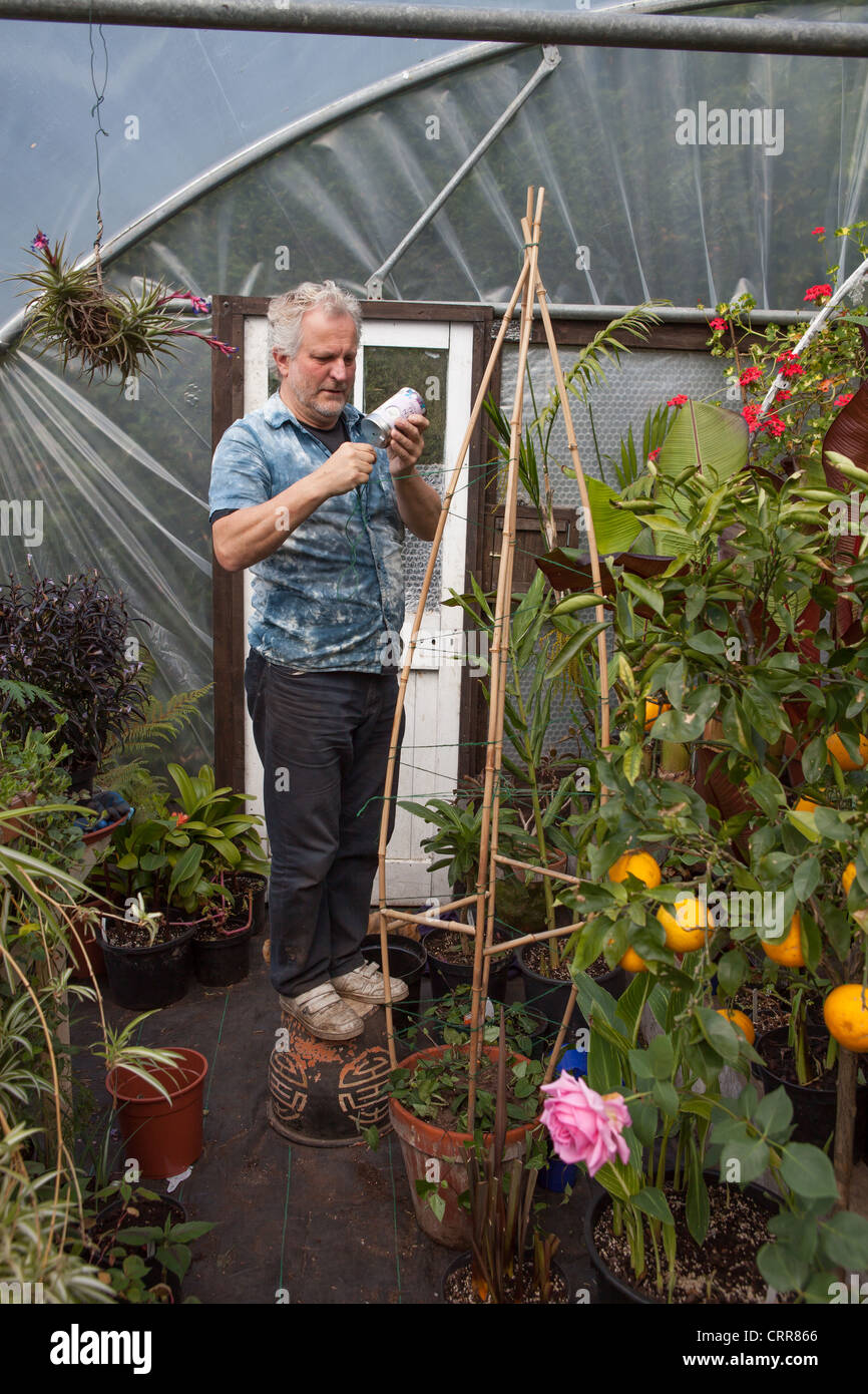 Man tying up a bamboo cane structure to grow Thunbergia plants up ...