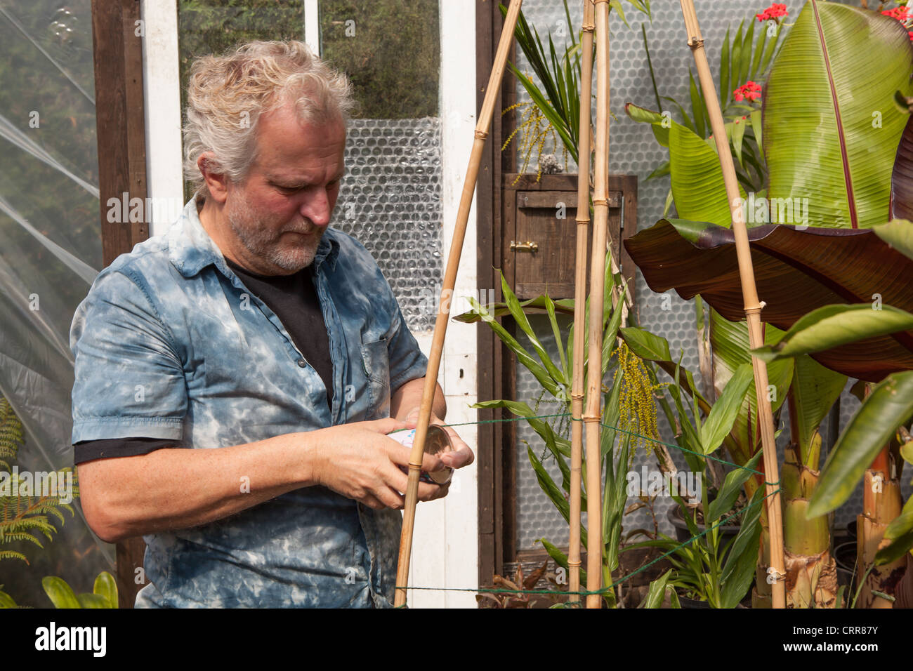 Man tying up a bamboo cane structure to grow Thunbergia plants up ...