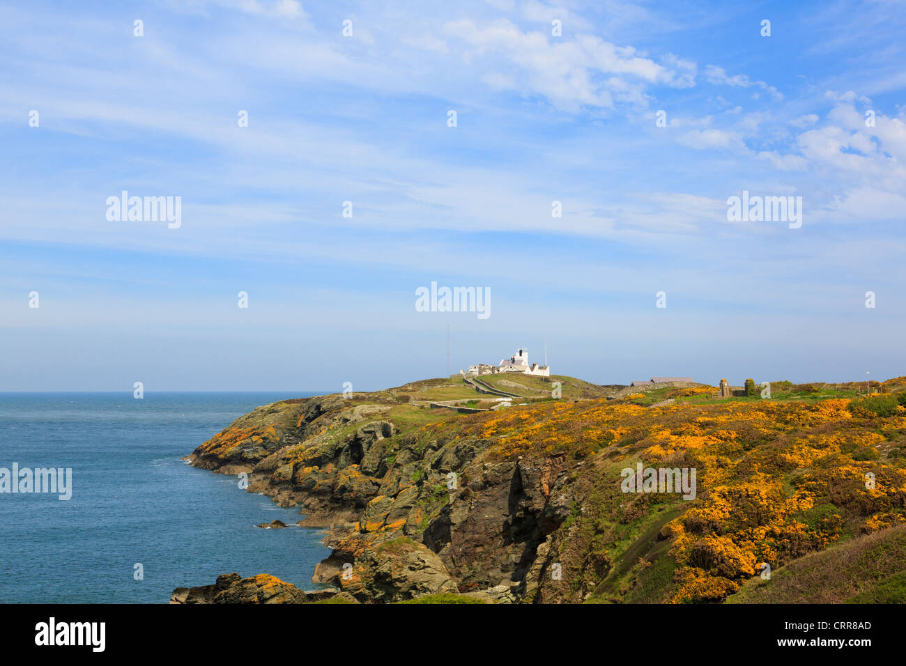 View to Point Lynas lighthouse with yellow gorse and Porth Eilian on ...