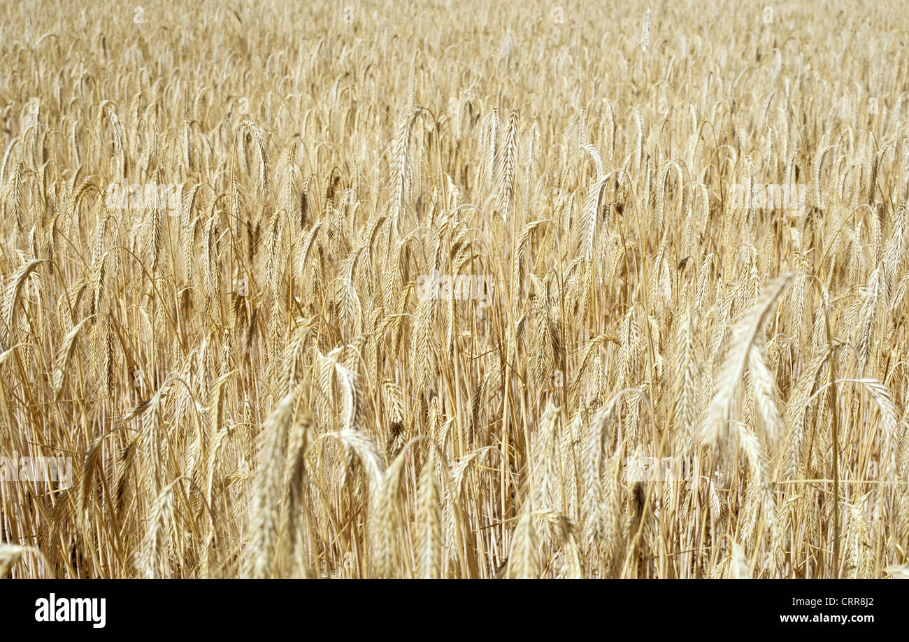 Barley in the field hi-res stock photography and images - Alamy