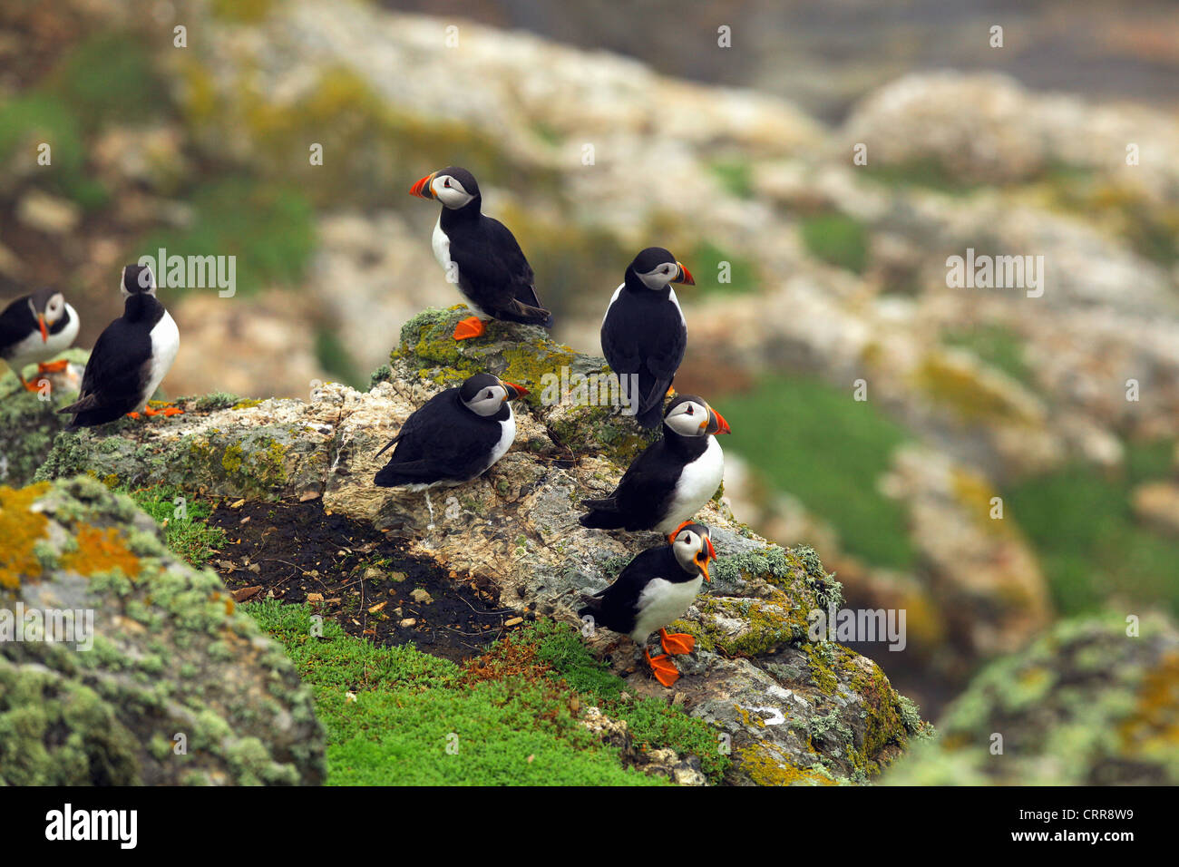 Puffins on Skomer Island Stock Photo - Alamy