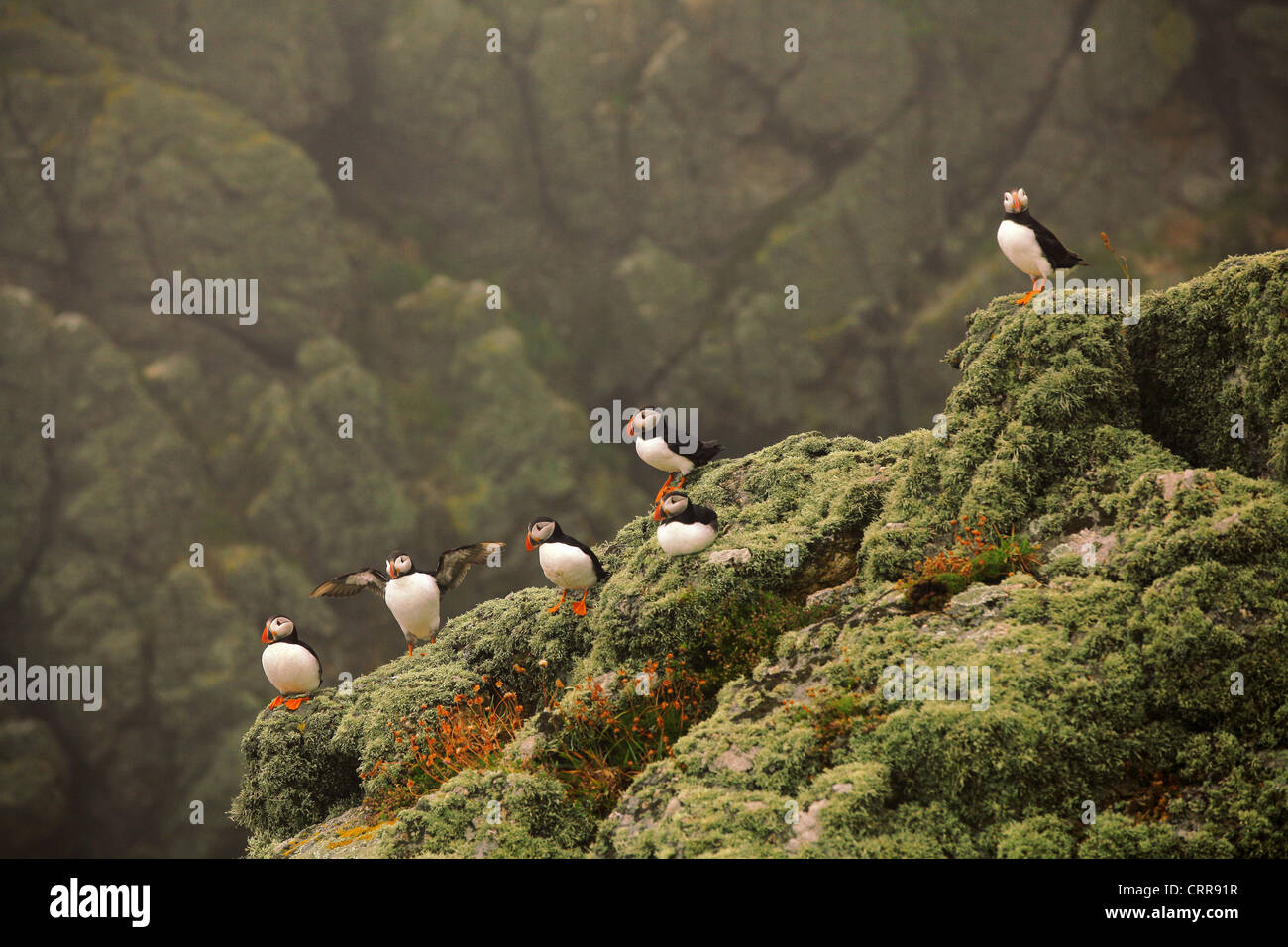 Puffins on Skomer Island Stock Photo - Alamy