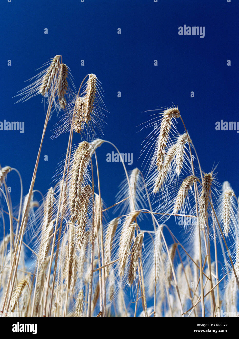 Barley spikes hi-res stock photography and images - Alamy