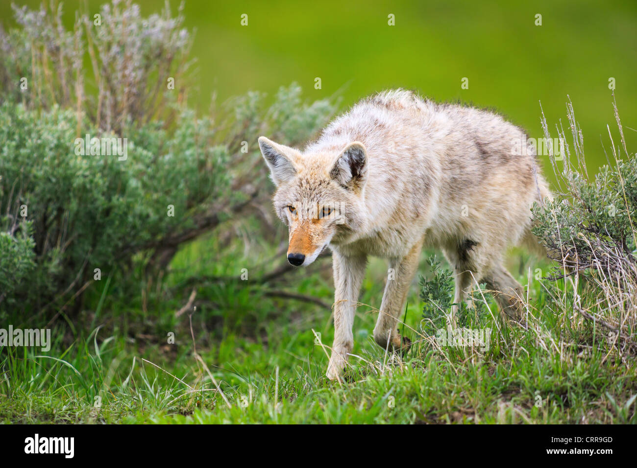 Grey wolf yellowstone hi-res stock photography and images - Alamy