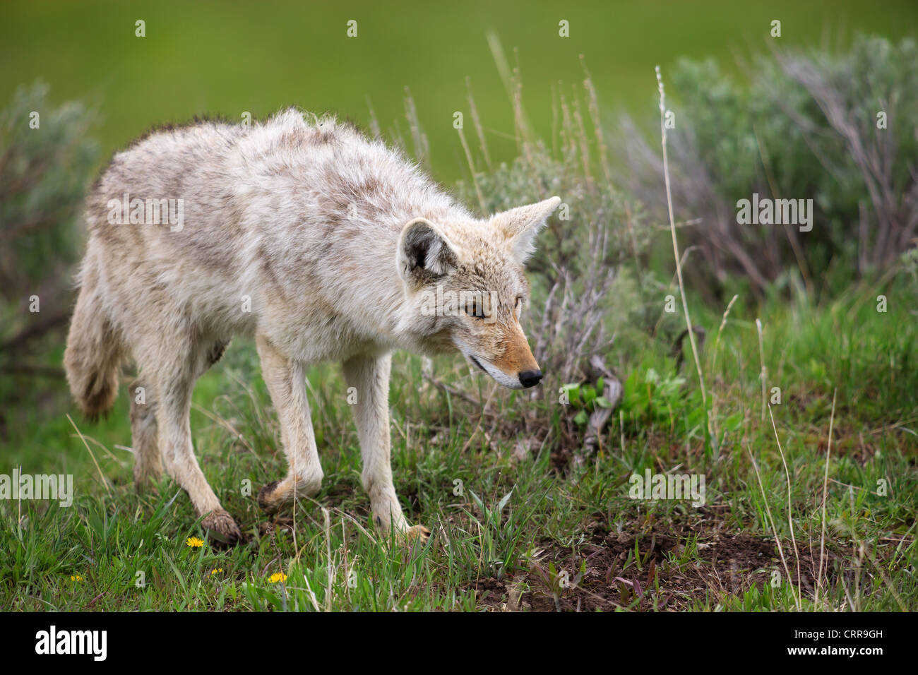 Grey wolf yellowstone hi-res stock photography and images - Alamy