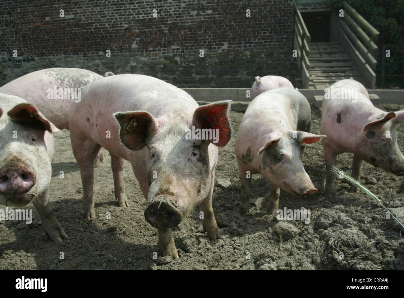 Pigs on a farm in organic food Stock Photo - Alamy
