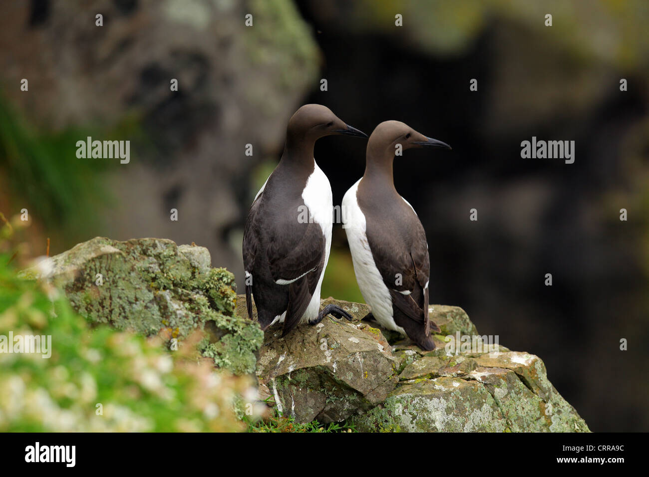 Guillemots on the cliffs hi-res stock photography and images - Alamy