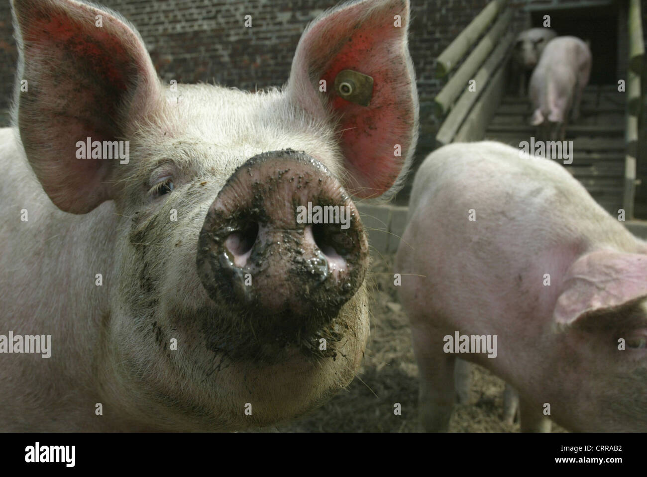 Pigs on a farm in organic food Stock Photo - Alamy
