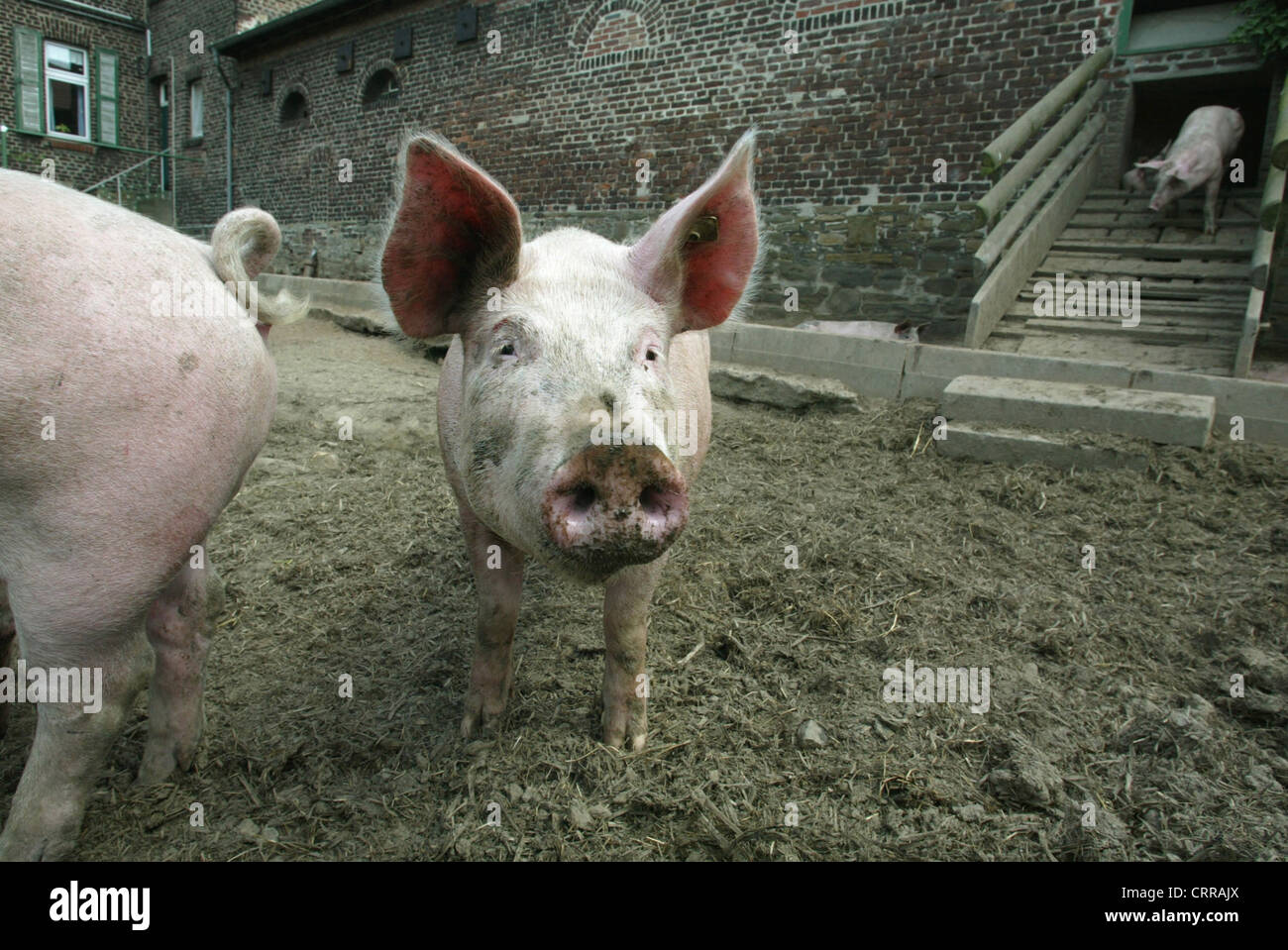 Pigs running free hi-res stock photography and images - Alamy