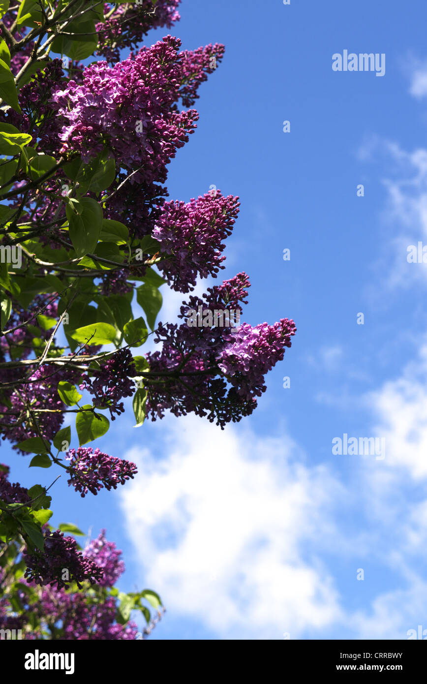 Lilac tree in full bloom Stock Photo - Alamy