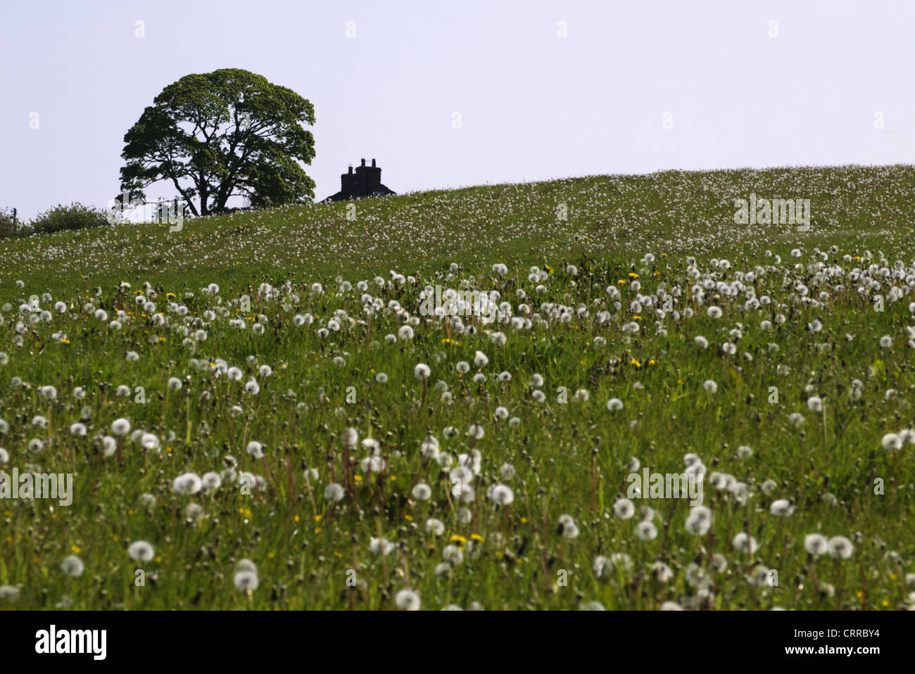A hill side covered with Dandy lion seeds Stock Photo - Alamy