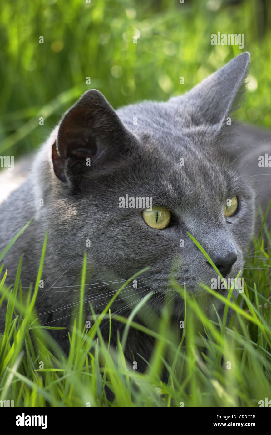 Portrait of a big blue cat Stock Photo - Alamy