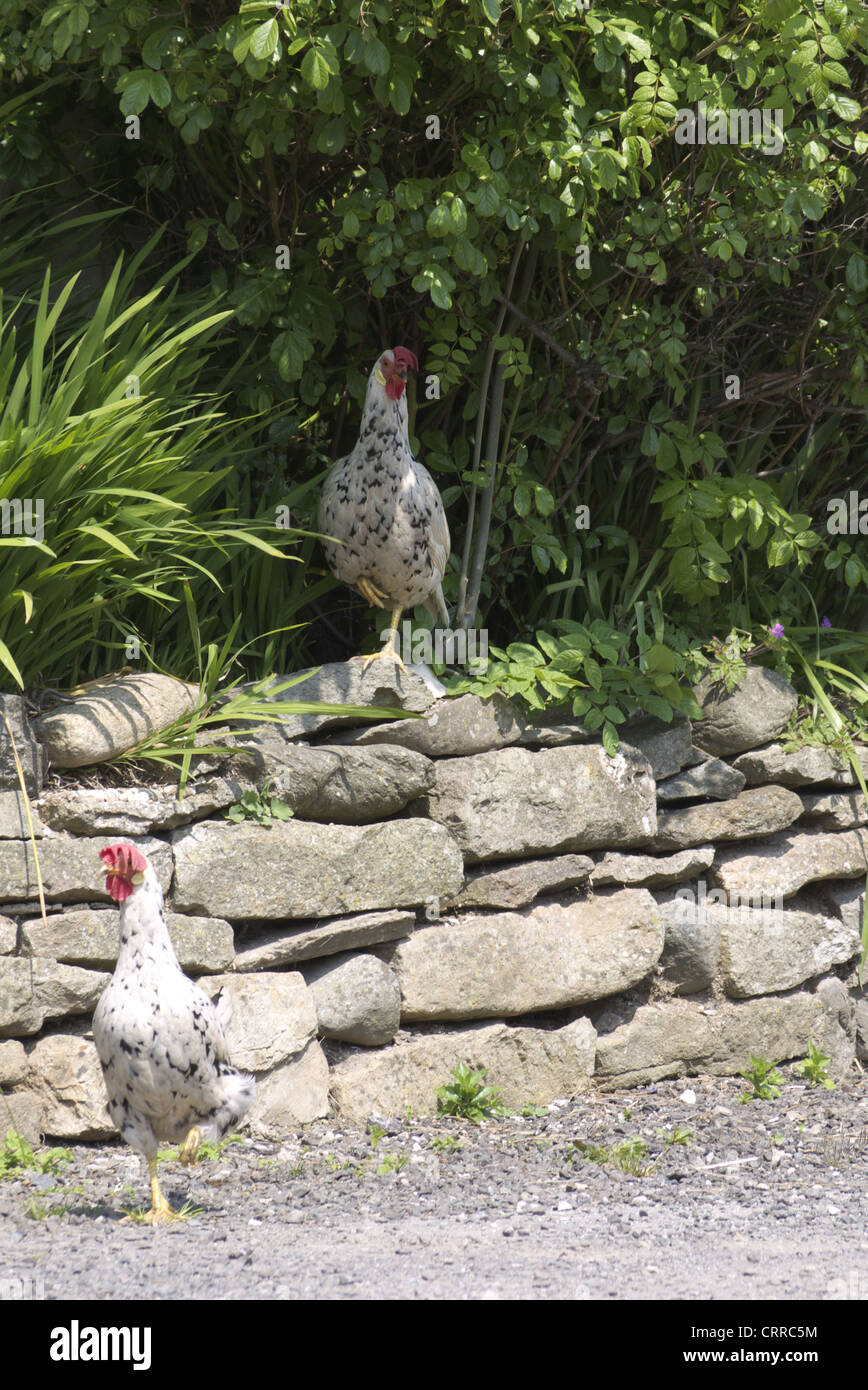 Shade garden chickens hi-res stock photography and images - Alamy