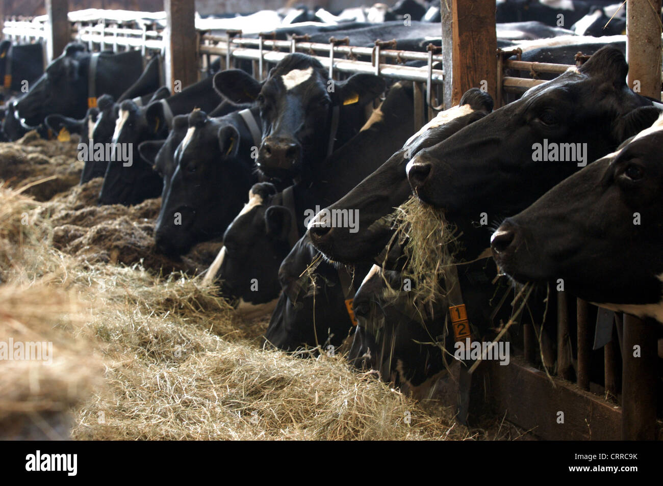 Cows eat hay in the barn Stock Photo - Alamy