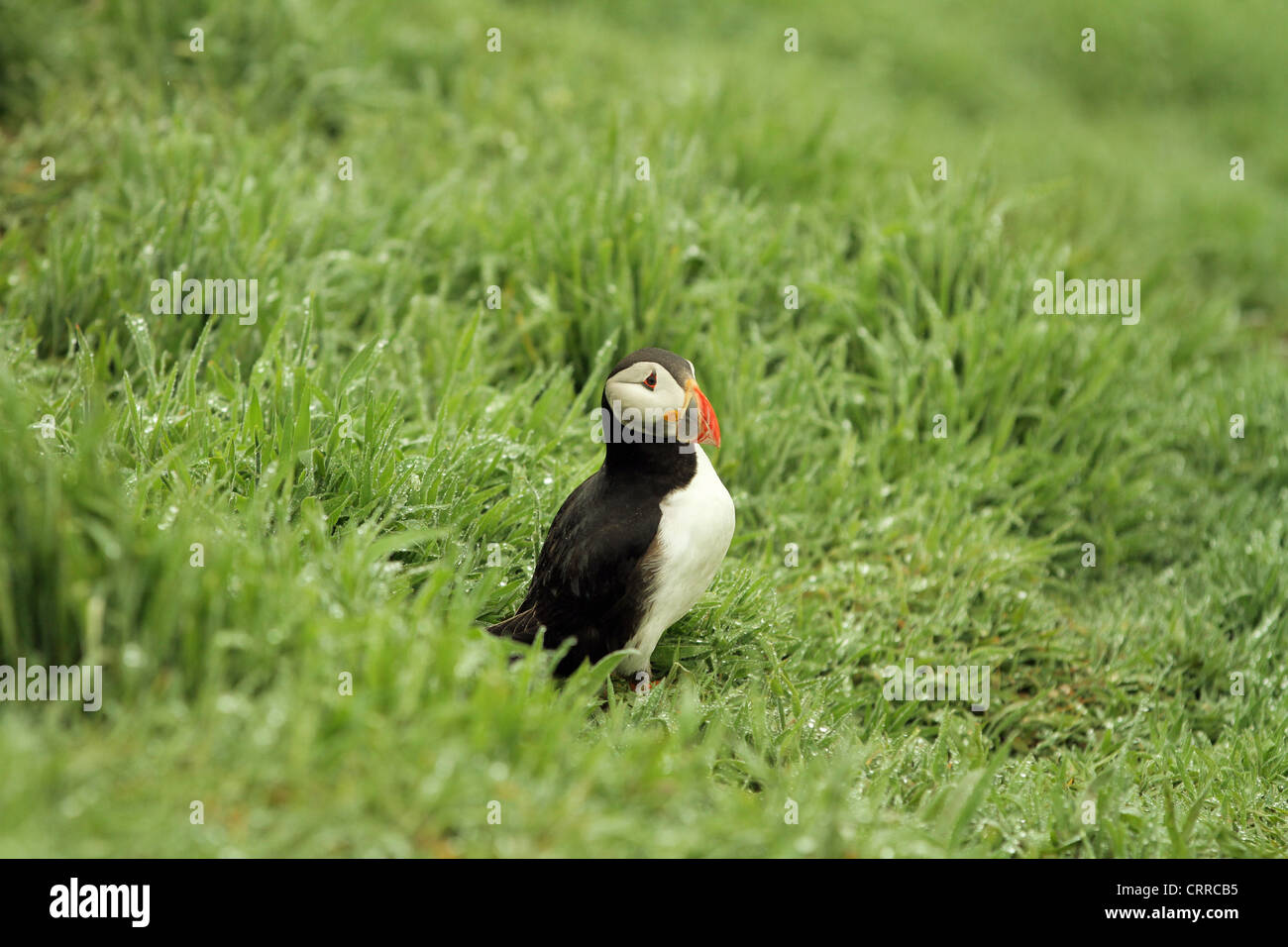 Puffin on the grass hi-res stock photography and images - Alamy