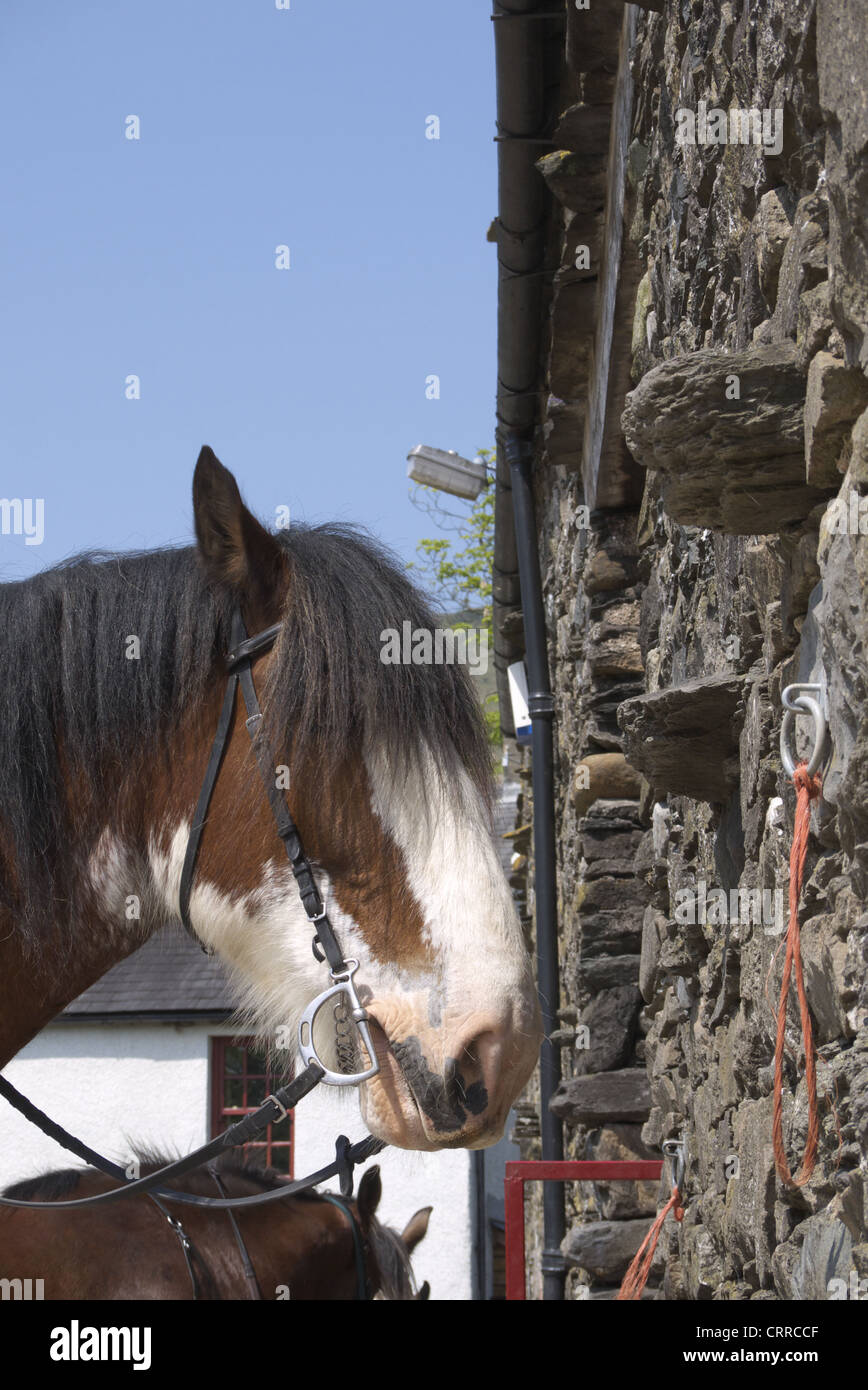 Riding Clydesdale Horse High Resolution Stock Photography and Images ...