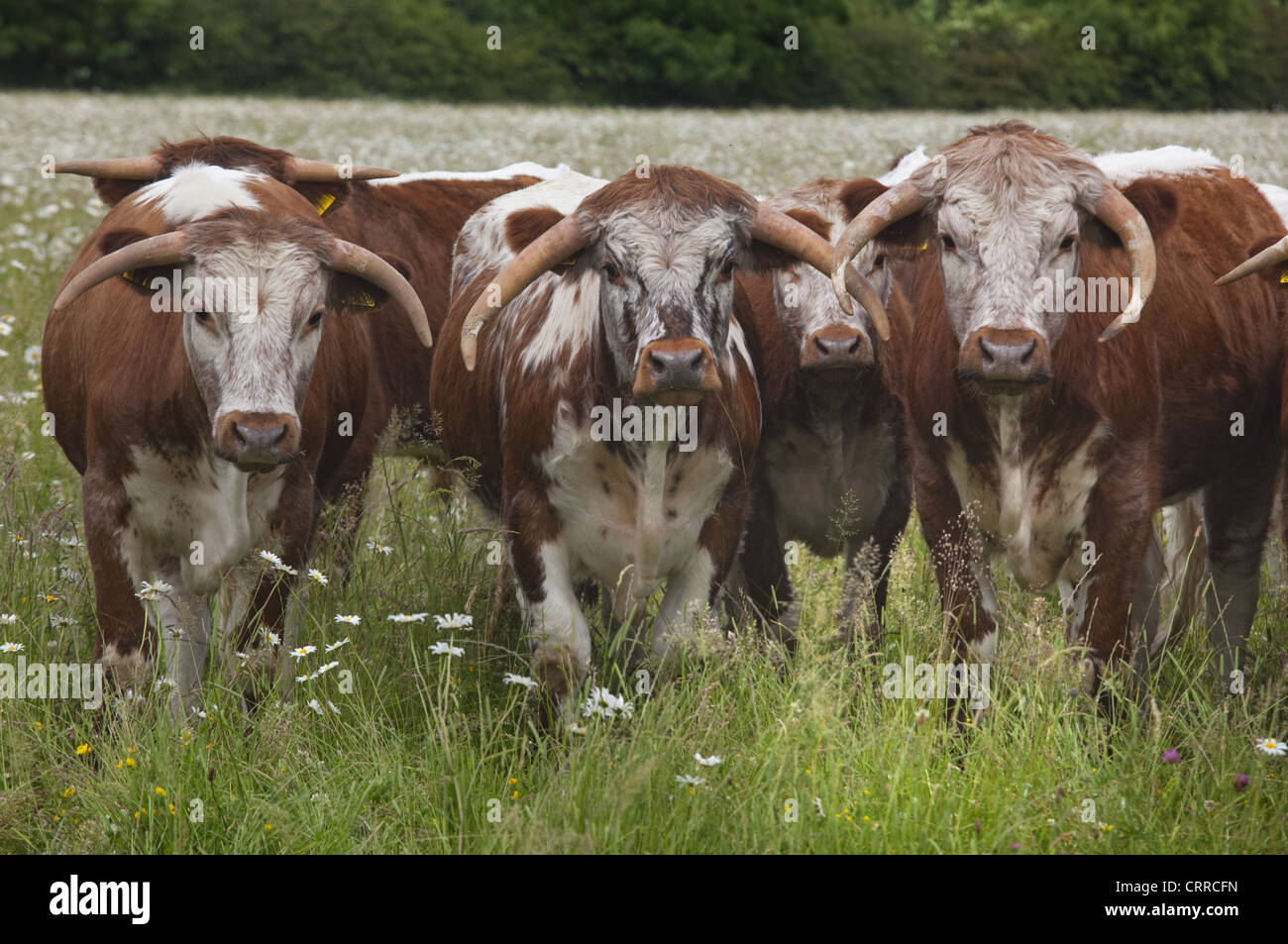 English longhorn cattle grazing hi-res stock photography and images - Alamy
