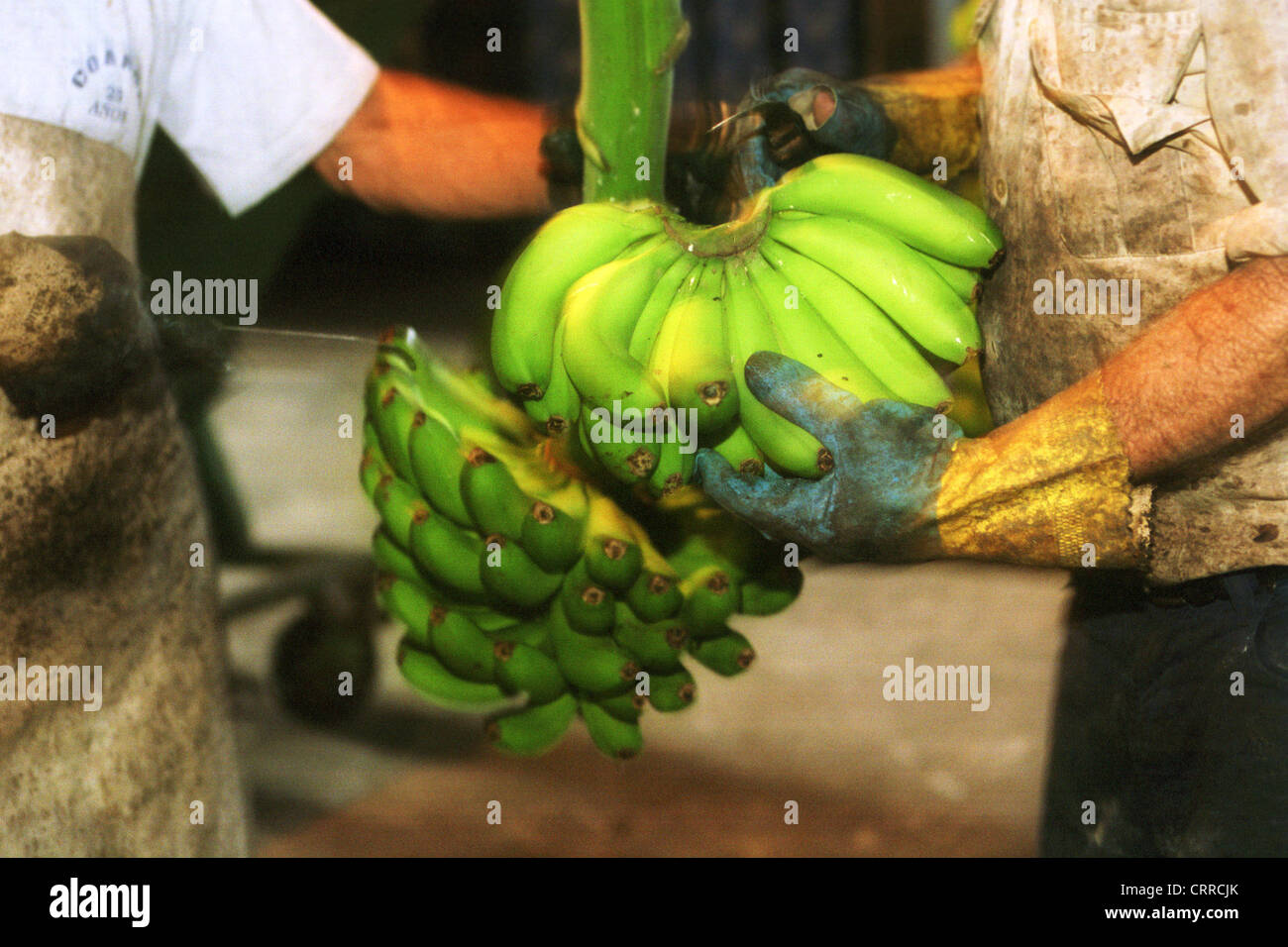 Cutting banana tree High Resolution Stock Photography and Images - Alamy
