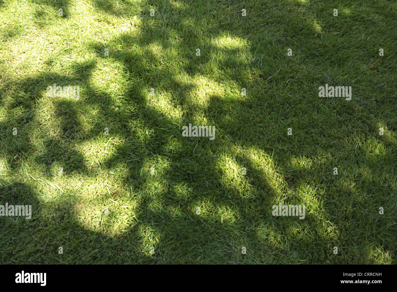 Shadowed tree hi-res stock photography and images - Alamy