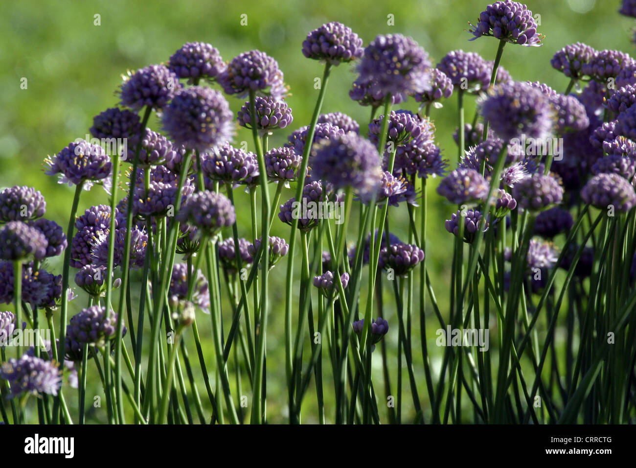 A close-up photo of beautiful herb flowers Stock Photo - Alamy