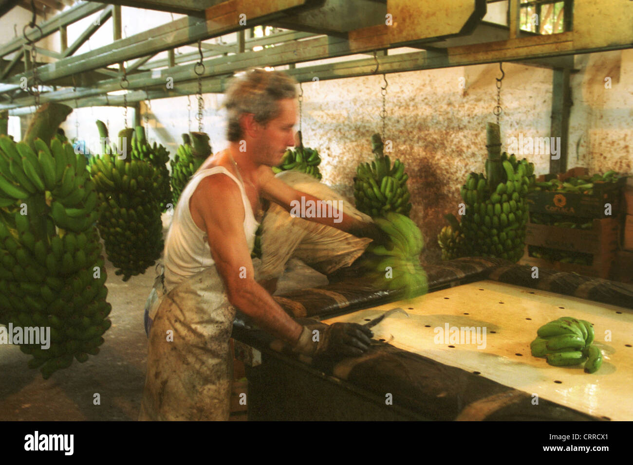 Workers when cutting a banana tree Stock Photo - Alamy