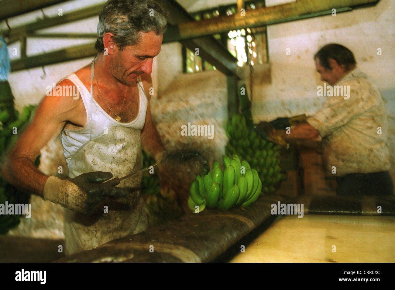 Workers when cutting a banana tree Stock Photo - Alamy