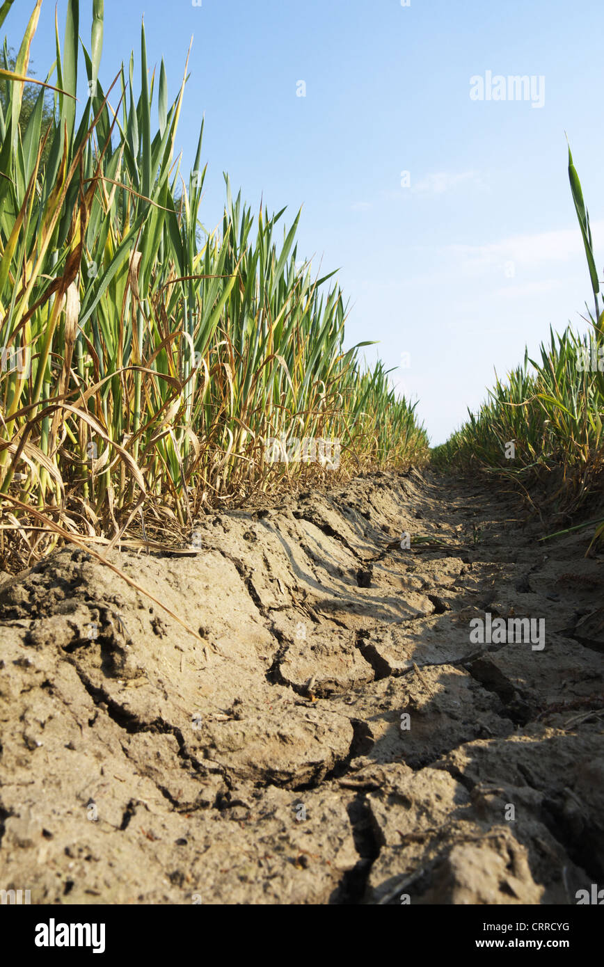 A parched wheat field Stock Photo - Alamy