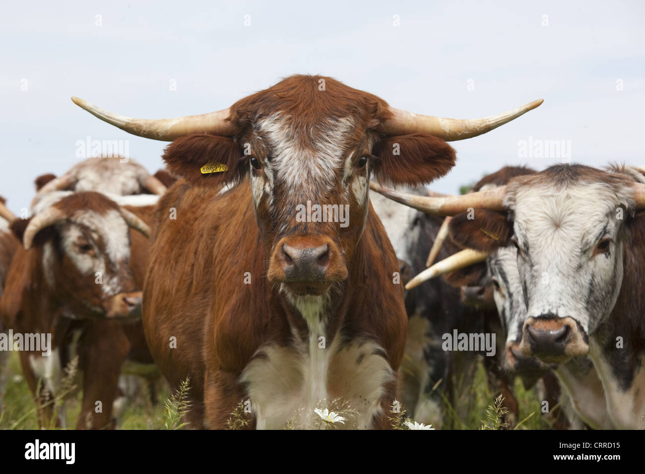 English Longhorn cattle in organic hayfield North Norfolk Summer Stock ...