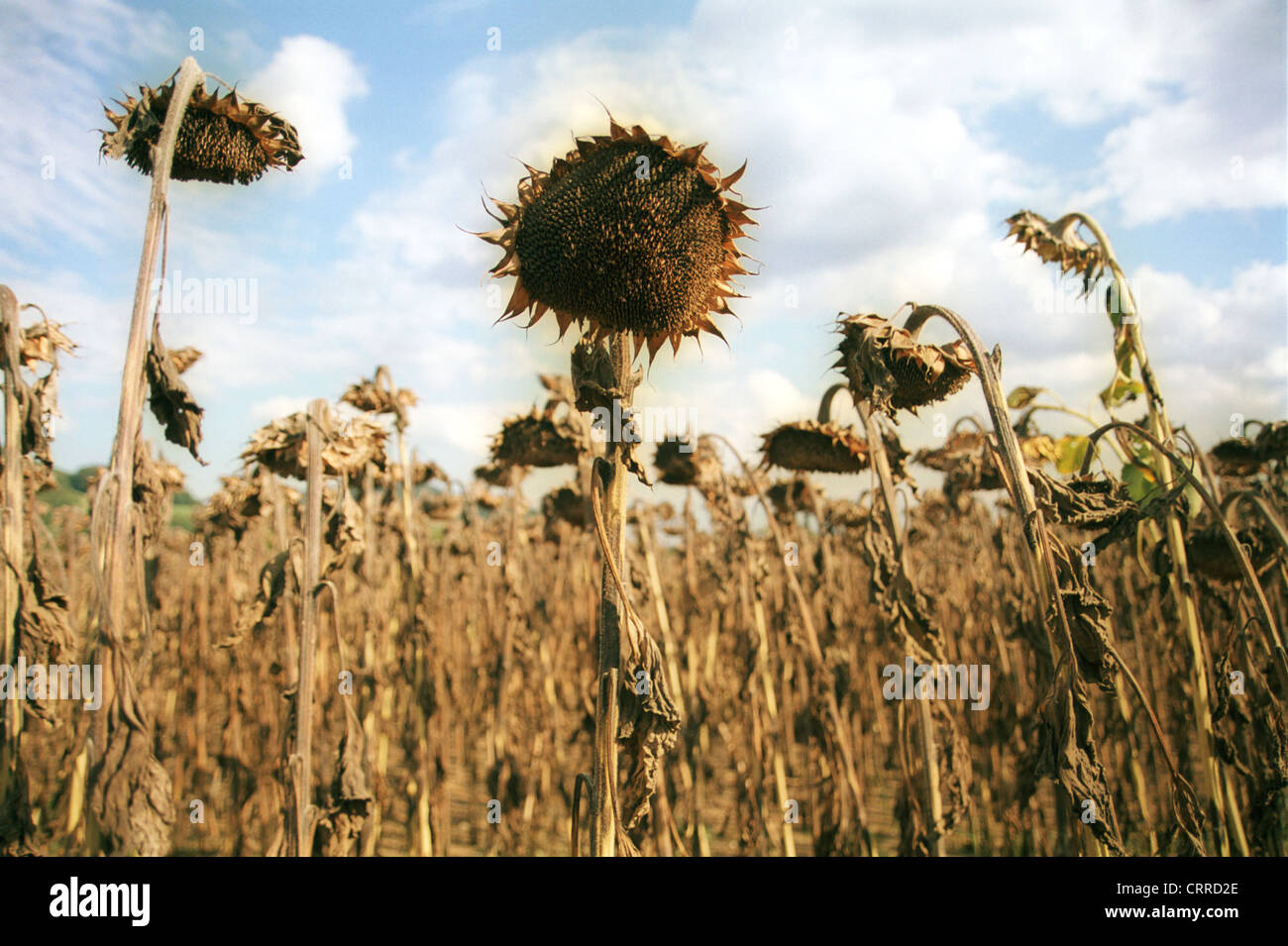 Withered sunflower field Stock Photo - Alamy