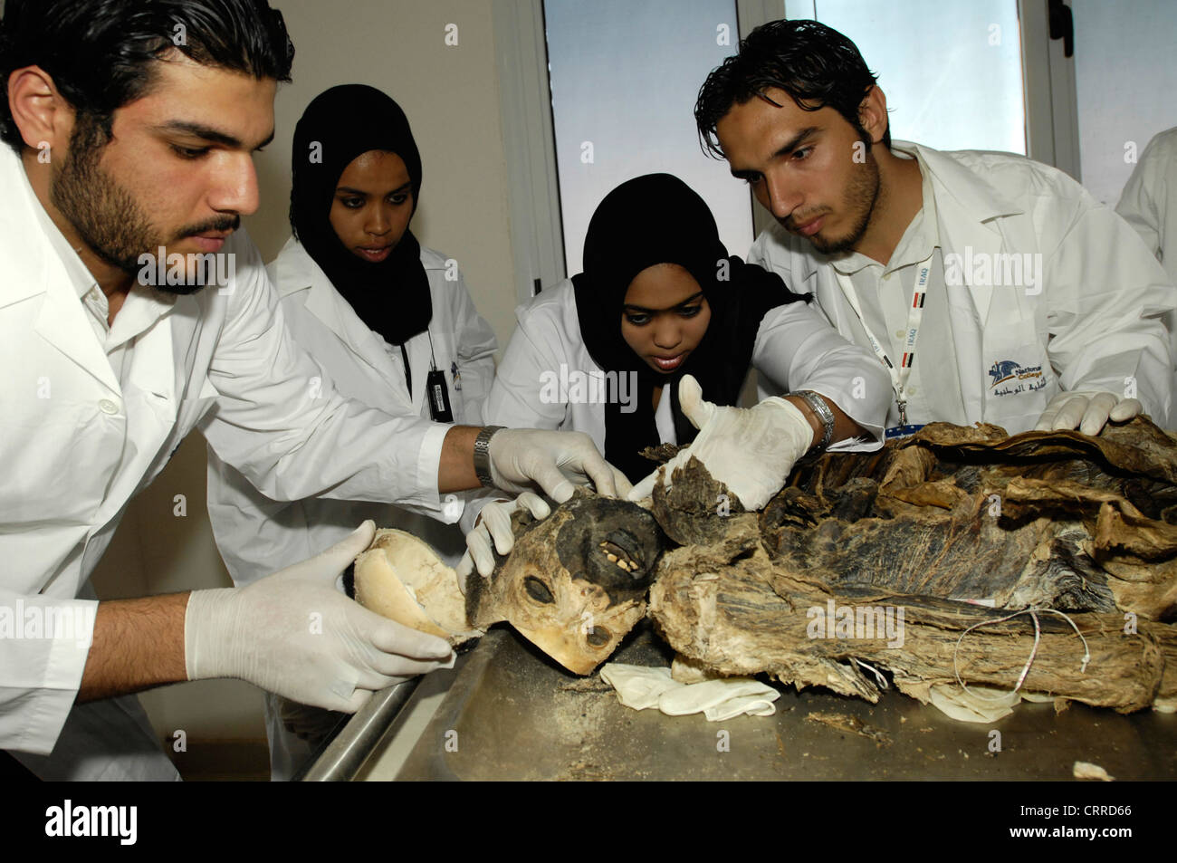 Cadaver dissection hi-res stock photography and images - Alamy