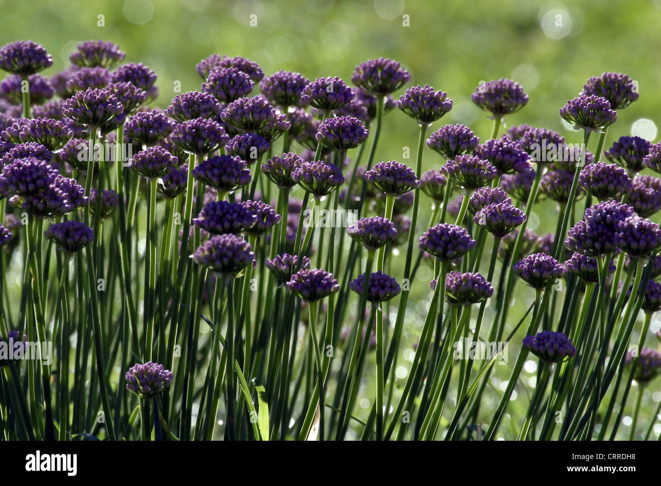 A close-up photo of beautiful herb flowers Stock Photo - Alamy