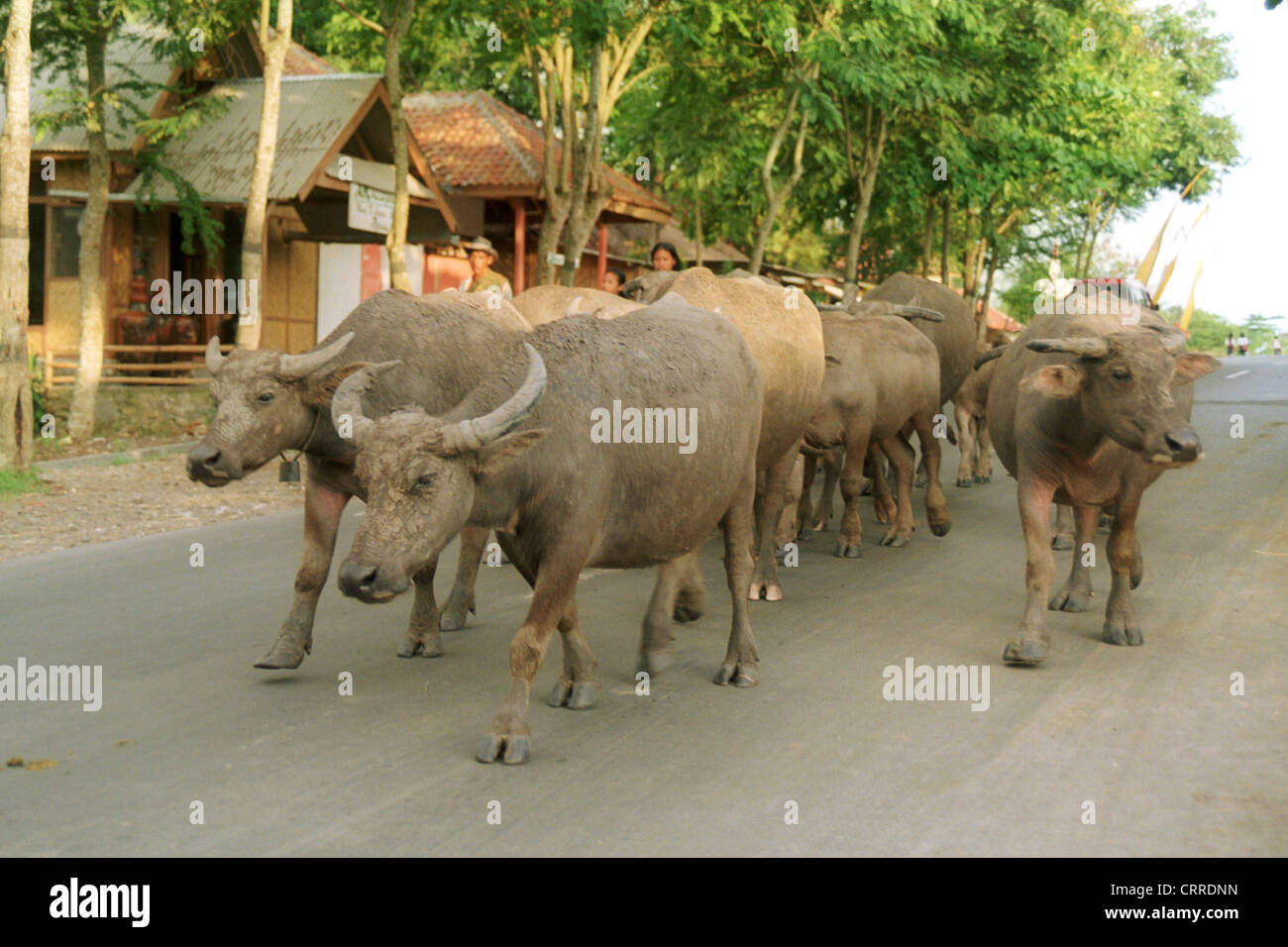 Driven animals hi-res stock photography and images - Alamy
