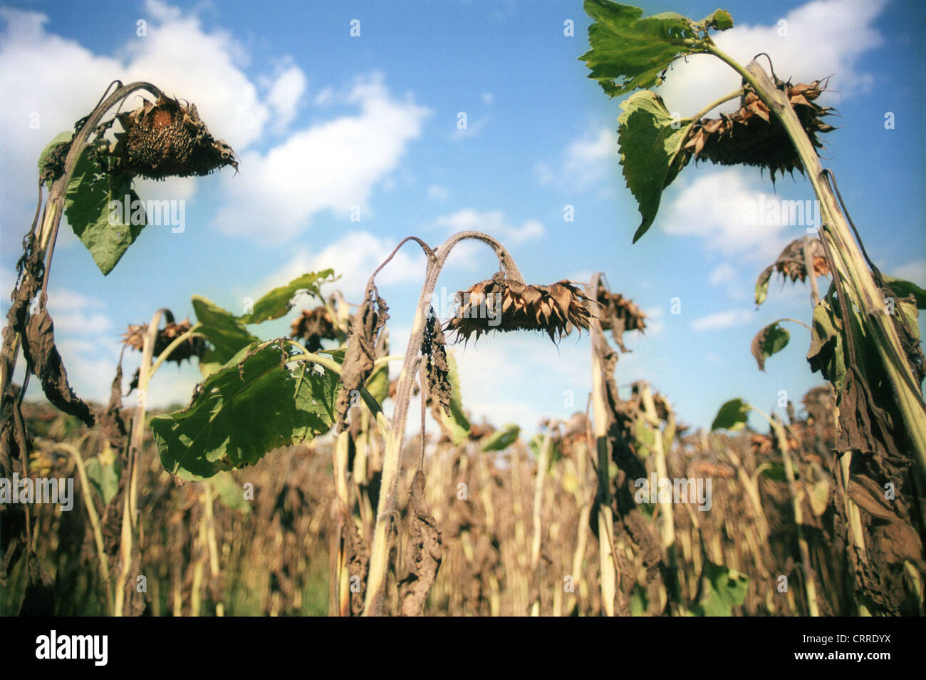 Withered sunflower field Stock Photo - Alamy