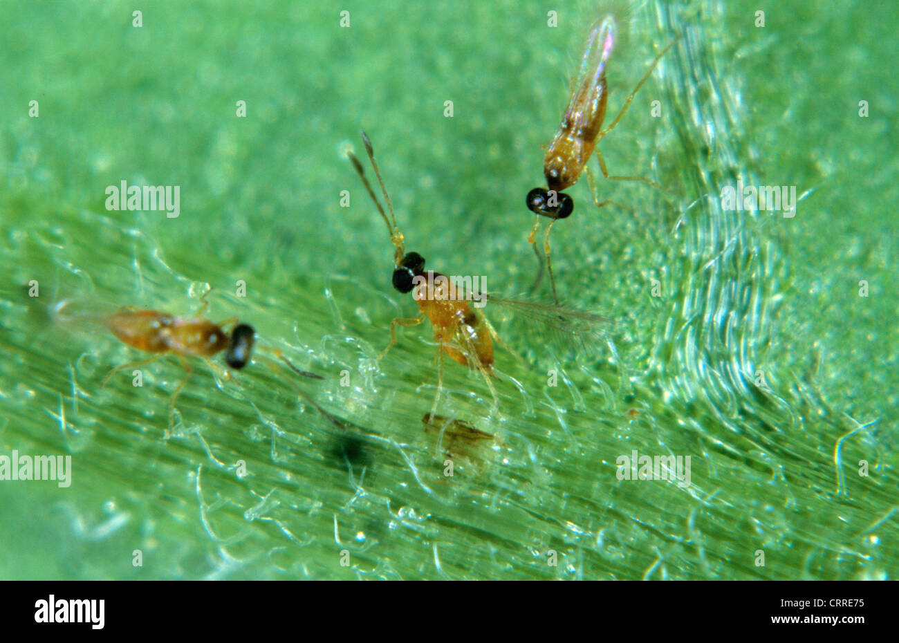 Parasitoid wasps hi-res stock photography and images - Alamy