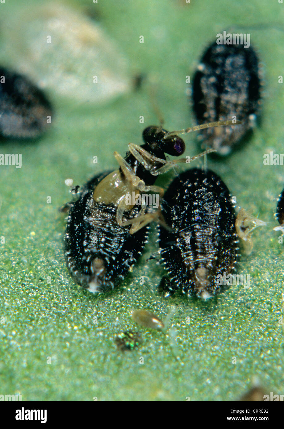Parasitoid wasp Encarsia formosa emerging from parasitised whitefly ...